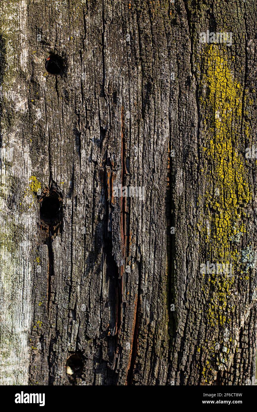 Old dry tree, bark texture. Close Up Old Wood Texture. Cracked dead old ...