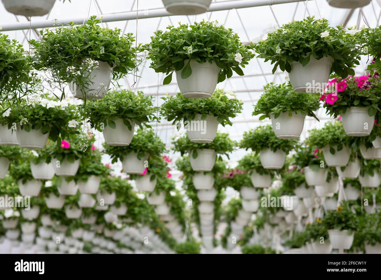 Growing decorative plants for garden, blooming season and flower care ...