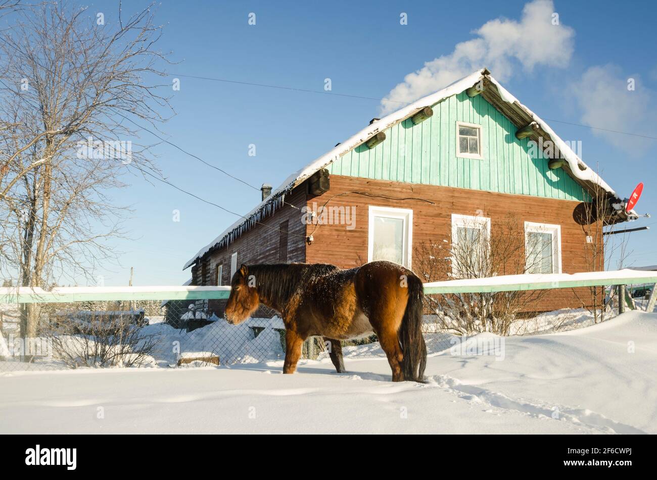 Mezen breed hi-res stock photography and images - Alamy