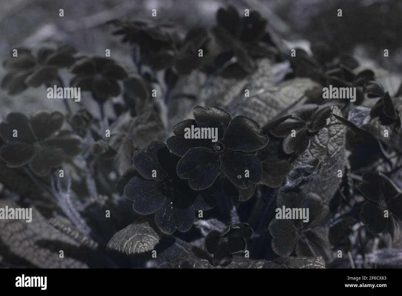 Flowers seen under ultraviolet light only where some flowers daisy ...