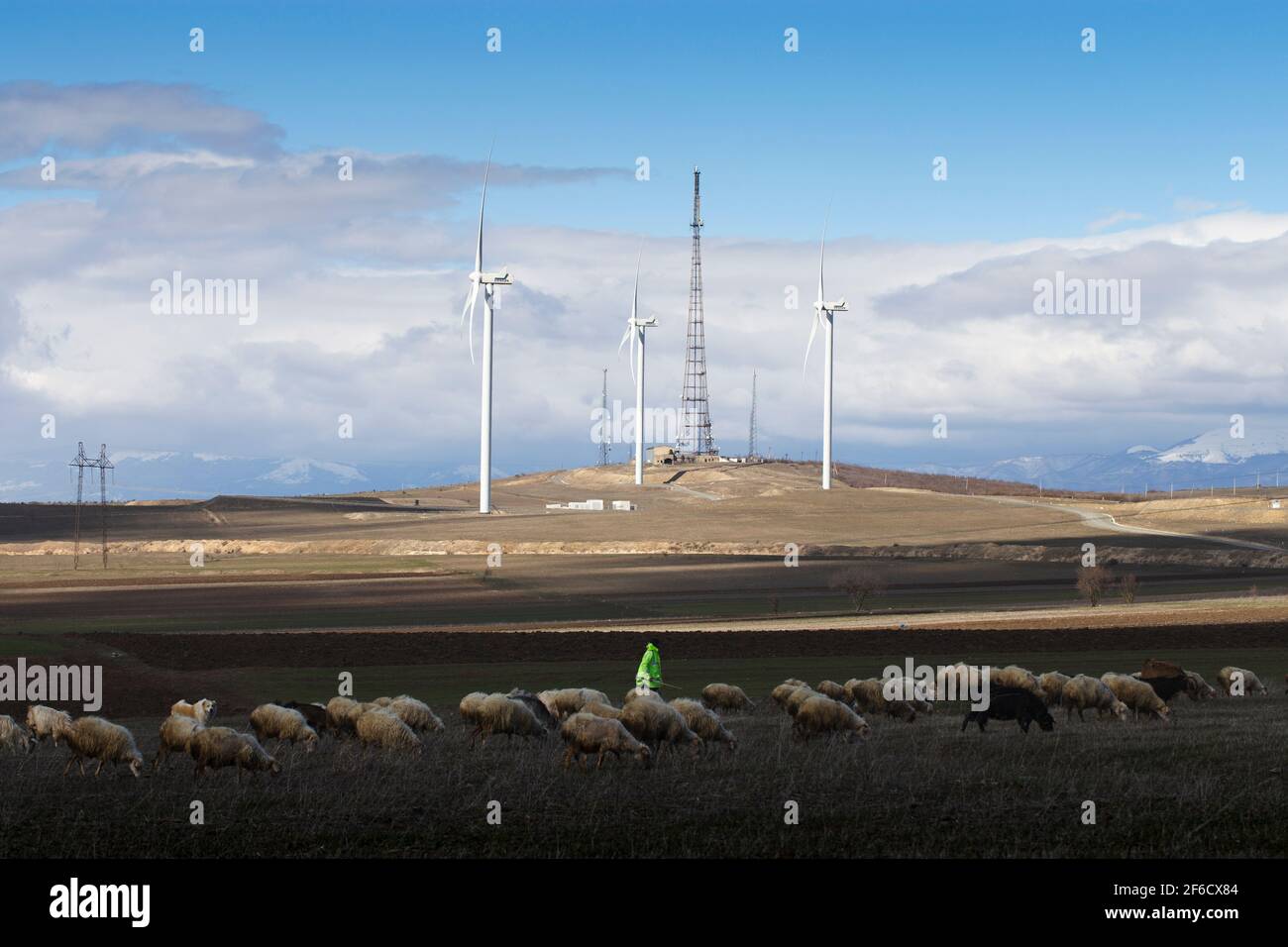 A shepherd grazing a flock of sheep against the background of windmills ...