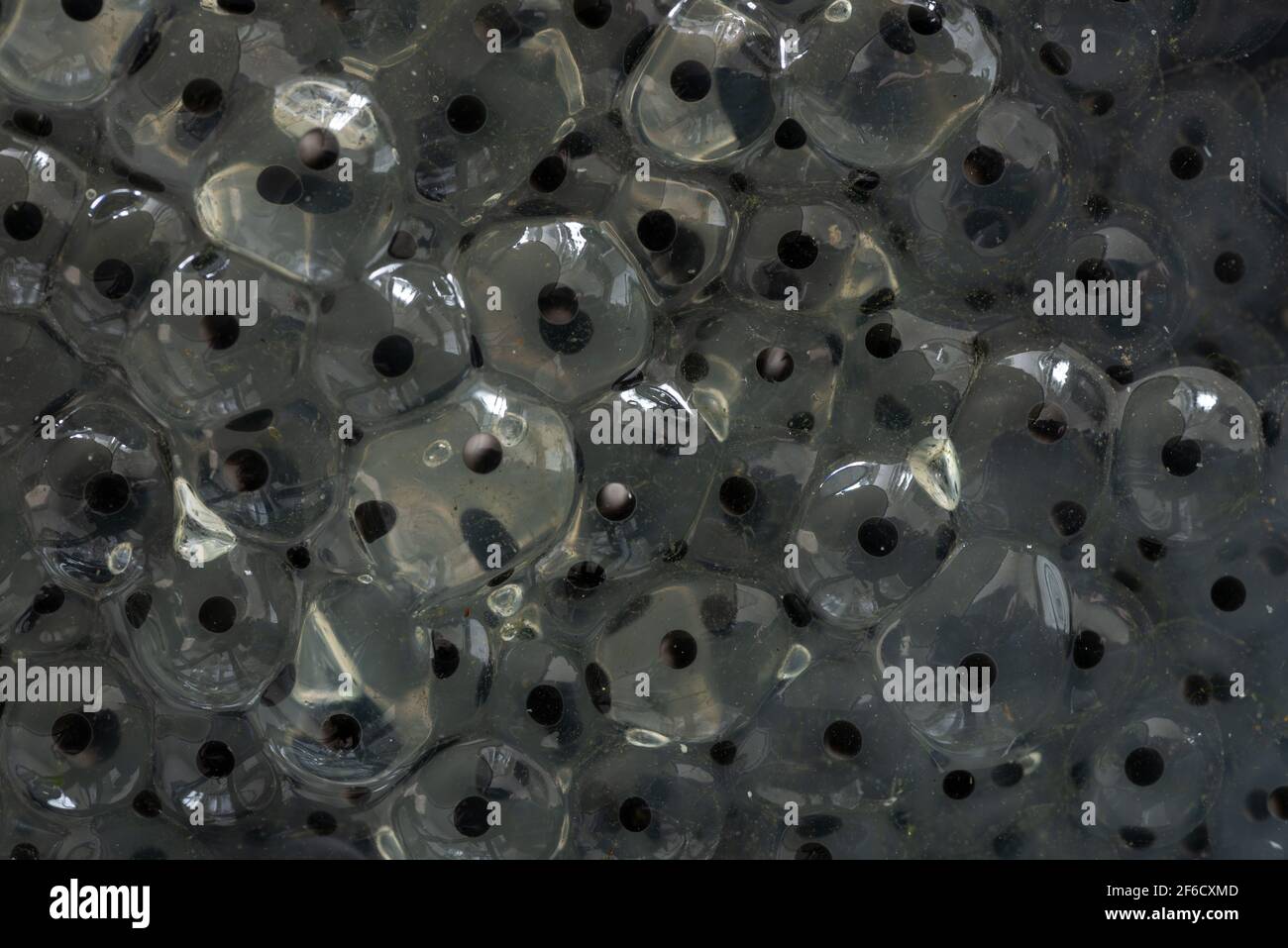 Frogspawn of the common frog Rana temporaria at various stages of development, black dots eggs ...