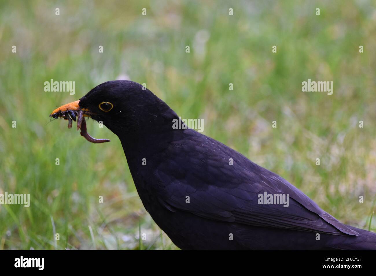 A black bird eating a worm with a grass green background Stock Photo ...