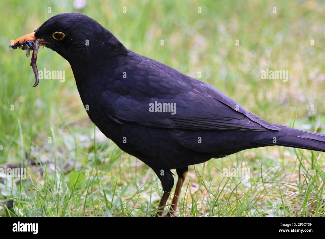 A black bird eating a worm with a grass green background Stock Photo ...