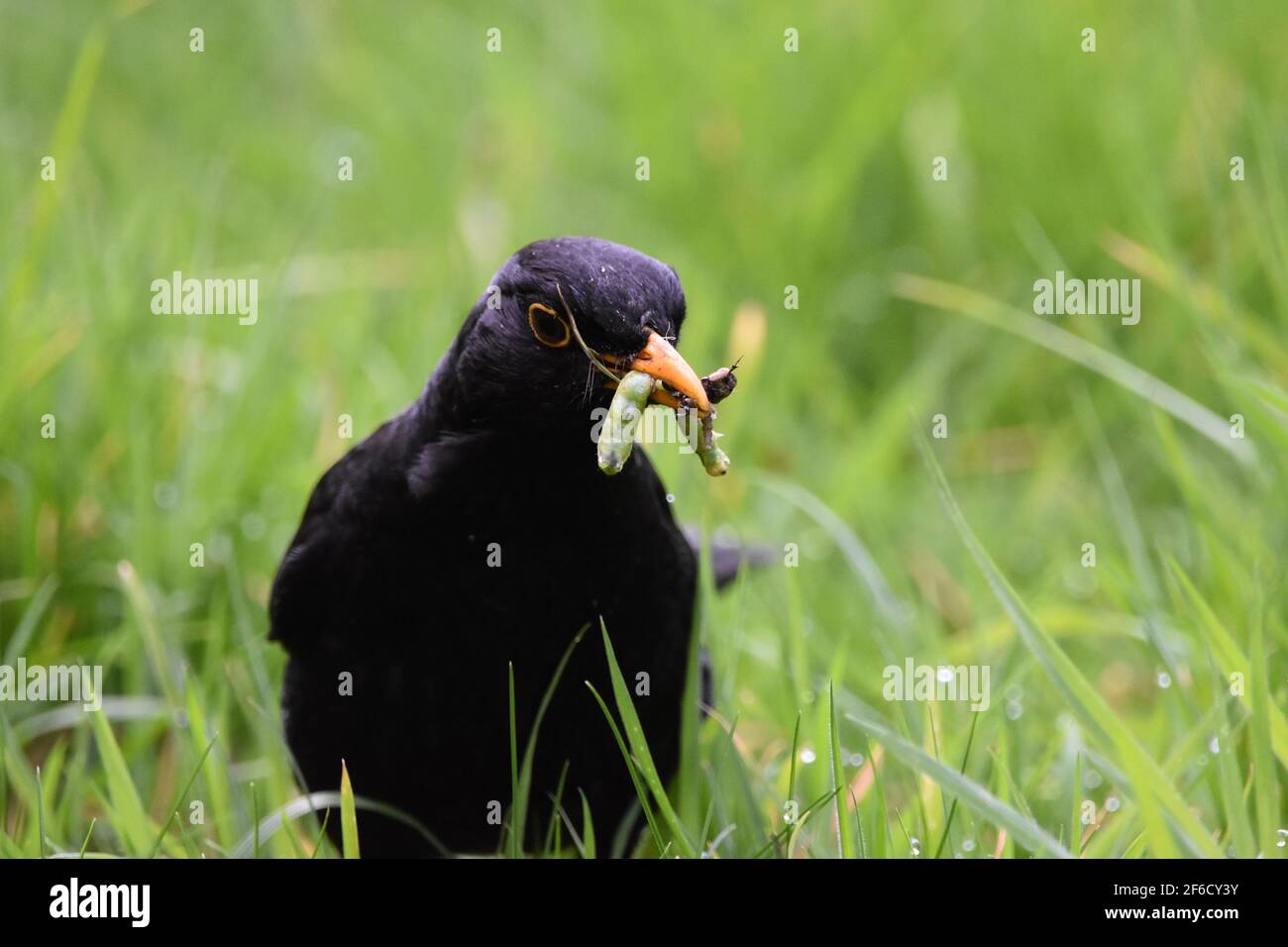 Black bird worm garden hi-res stock photography and images - Alamy
