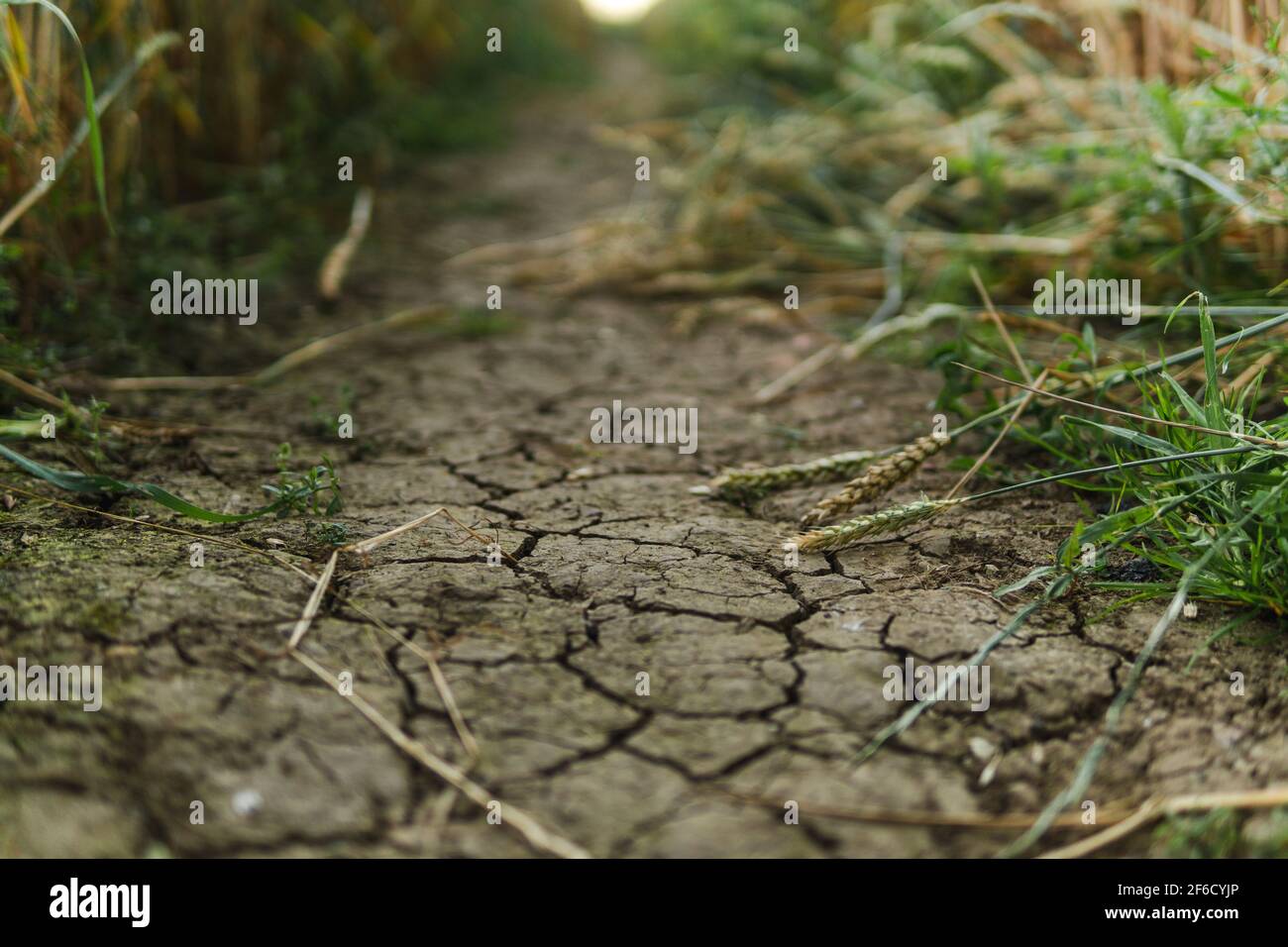 Dried Dirt in a Field in the Cotswolds Stock Photo - Alamy