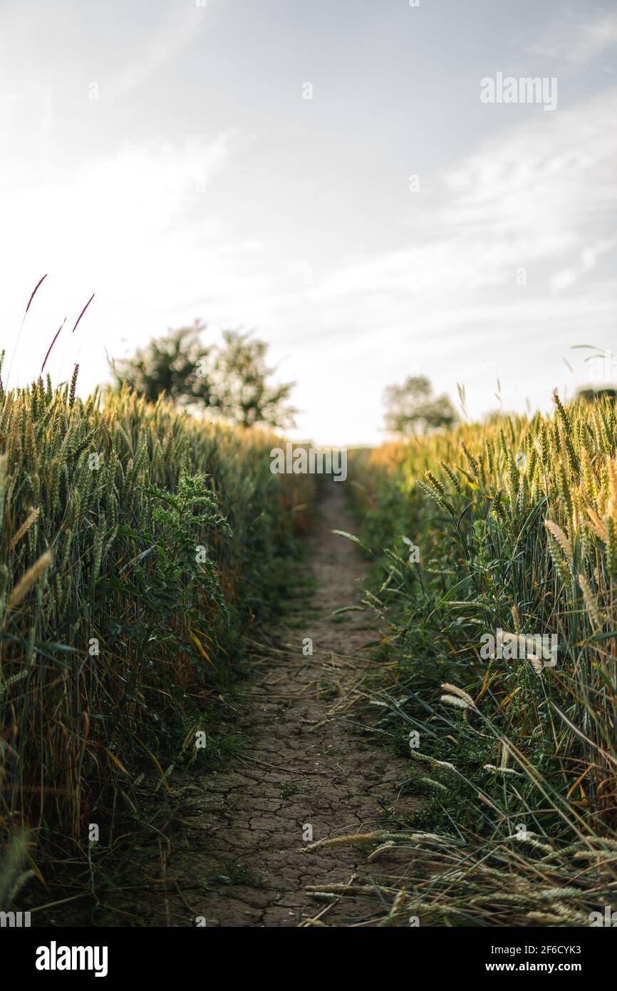 Dried path in a field Stock Photo - Alamy
