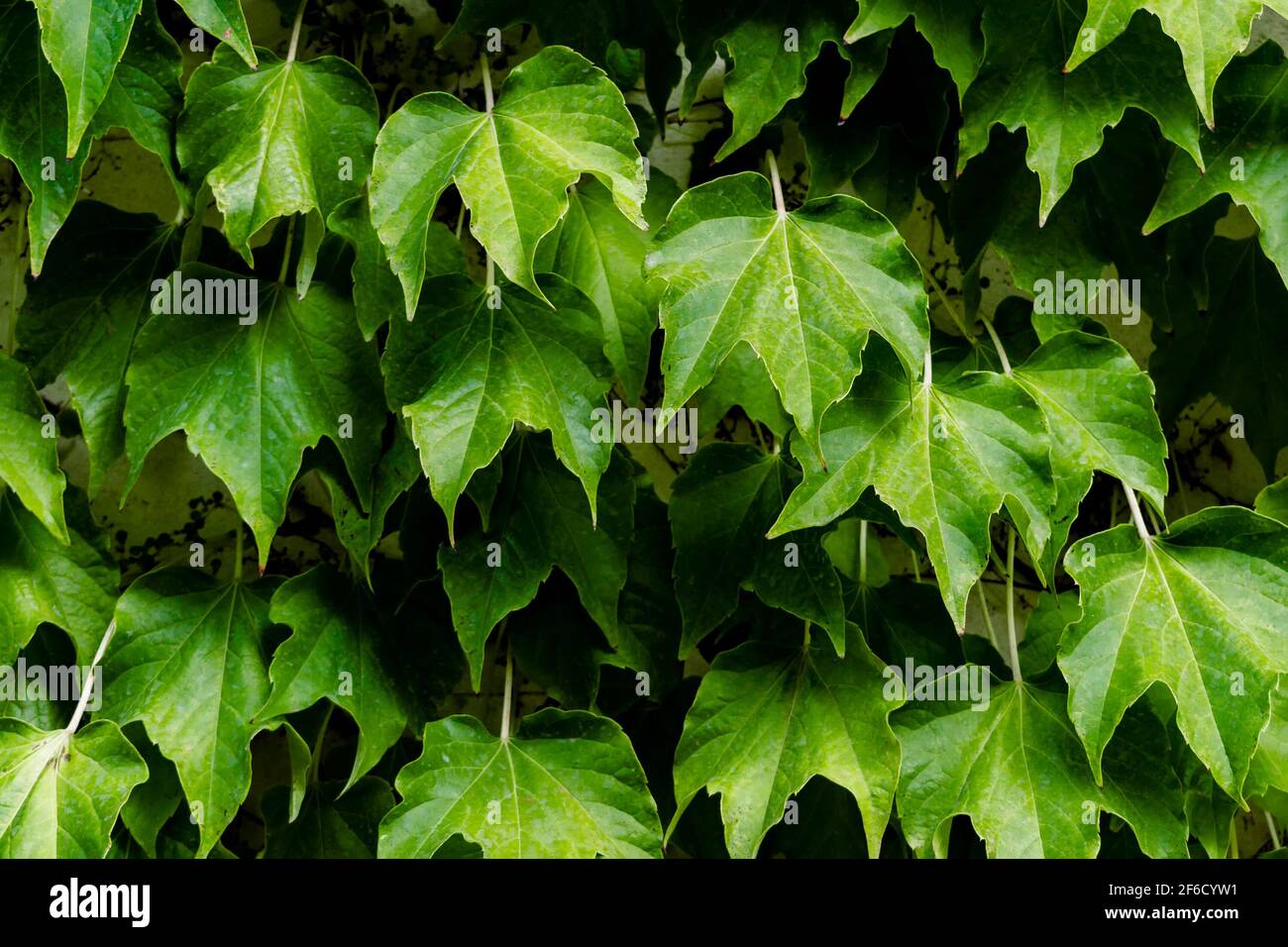 Natural beautiful wall. Front view Stock Photo - Alamy