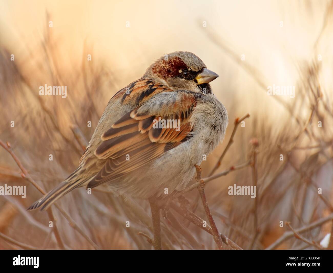 Beautiful feathers colours in the sun light hi-res stock photography ...