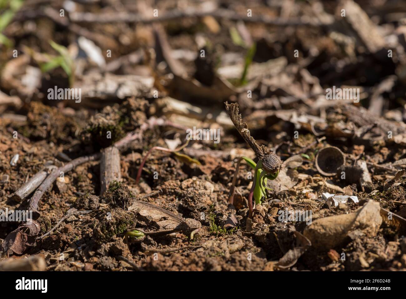Sprouting new growth of wind blown tree seed sycamore Acer ...