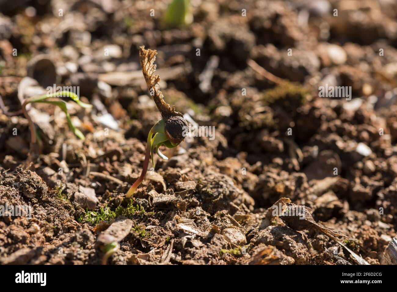 Sprouting new growth of wind blown tree seed sycamore Acer ...