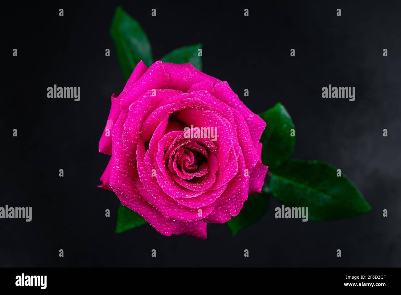 Natural red roses background. Colorful rose wall background Stock Photo ...