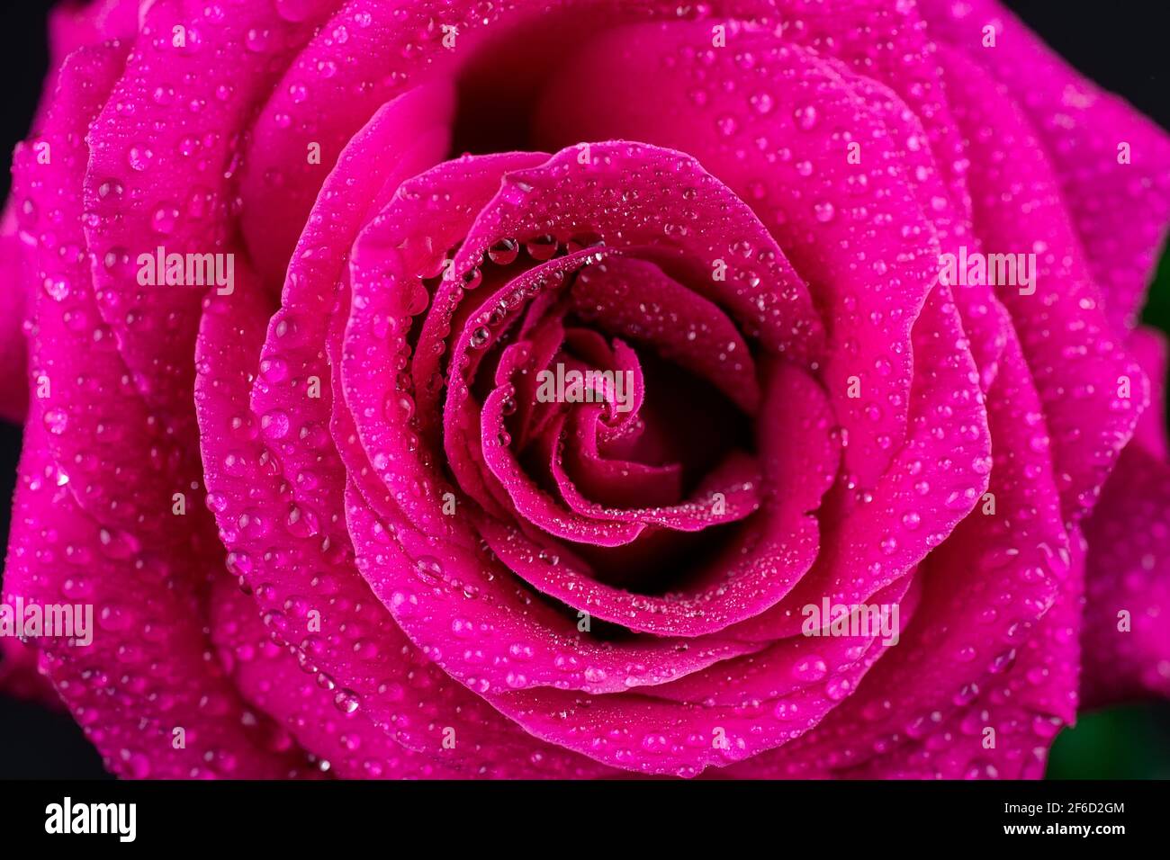 Natural red roses background. Colorful rose wall background Stock Photo ...