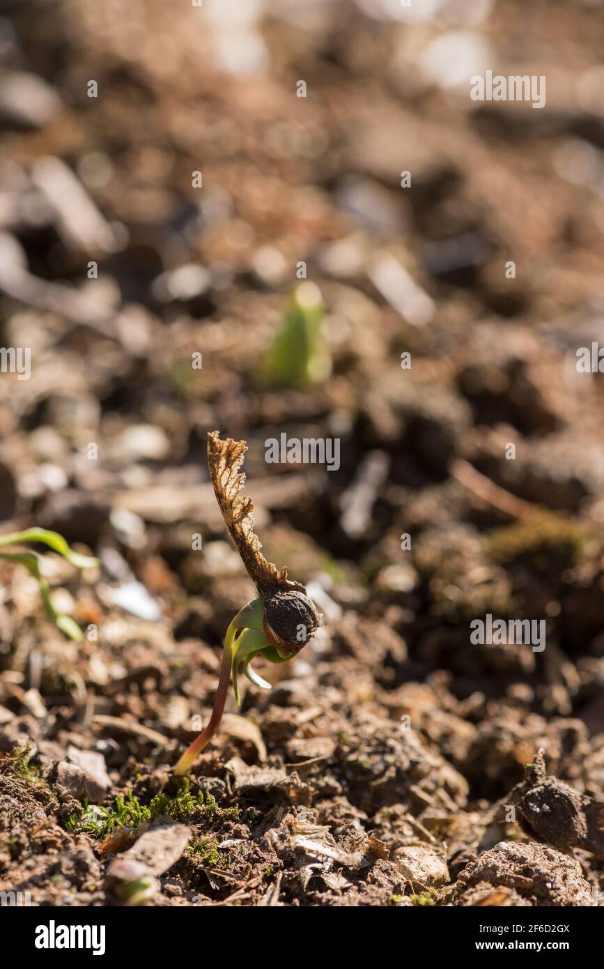Sprouting new growth of wind blown tree seed sycamore Acer ...
