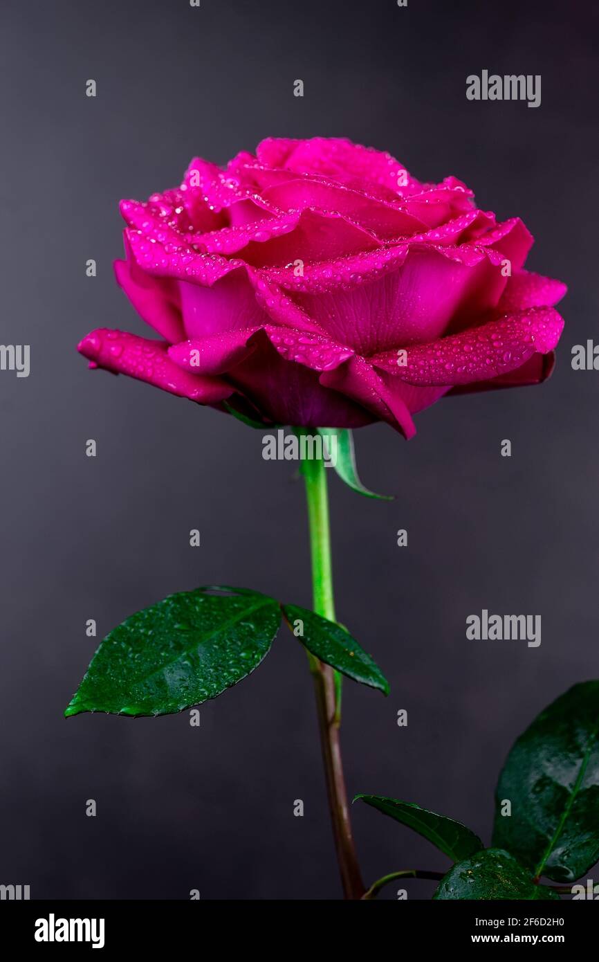 Natural red roses background. Colorful rose wall background Stock Photo ...