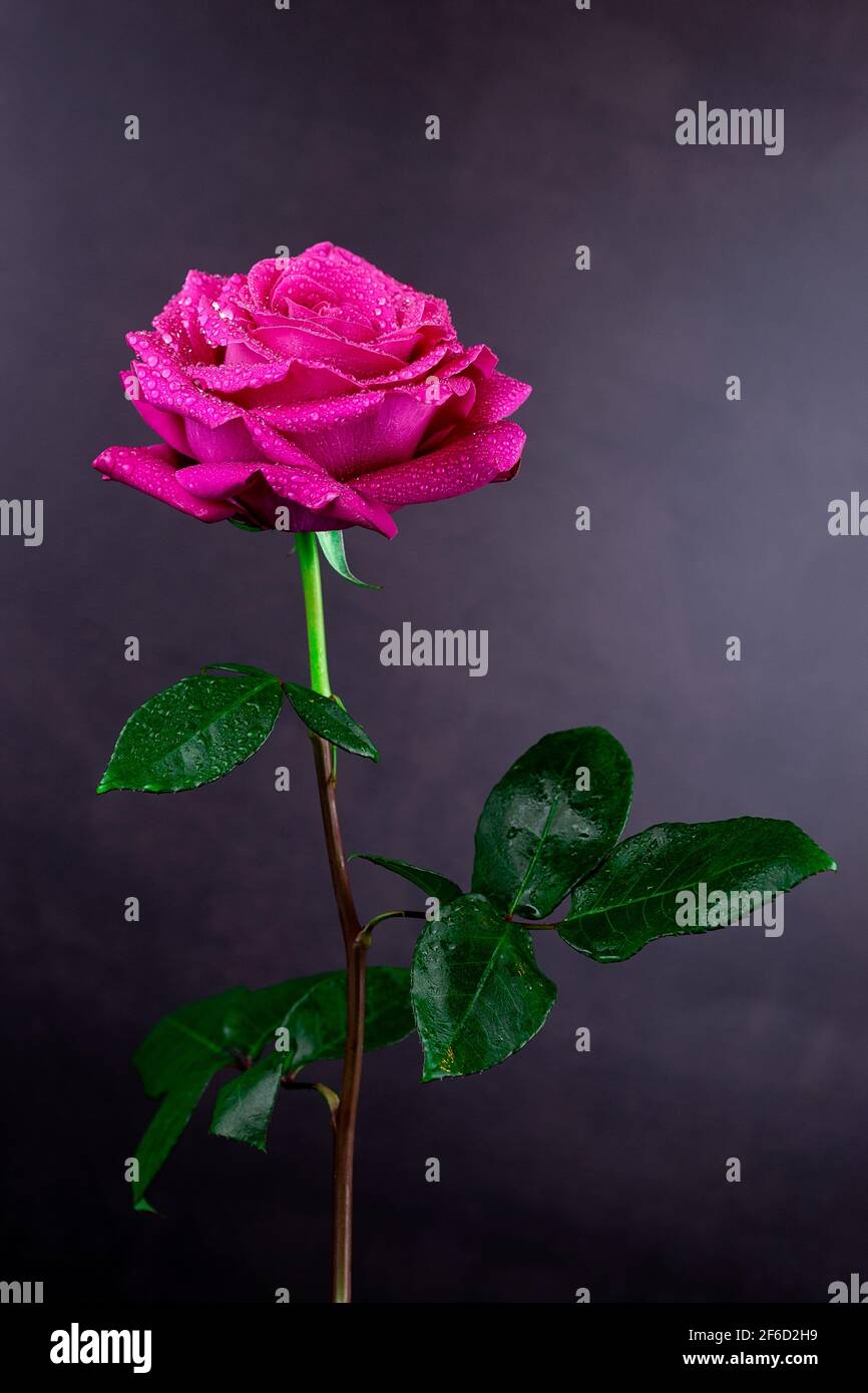 Natural red roses background. Colorful rose wall background Stock Photo ...