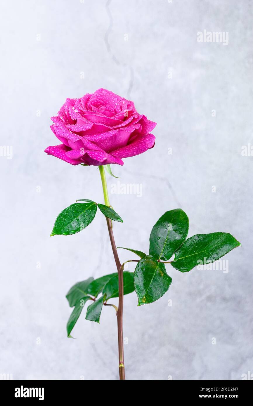 Natural red roses background. Colorful rose wall background Stock Photo ...