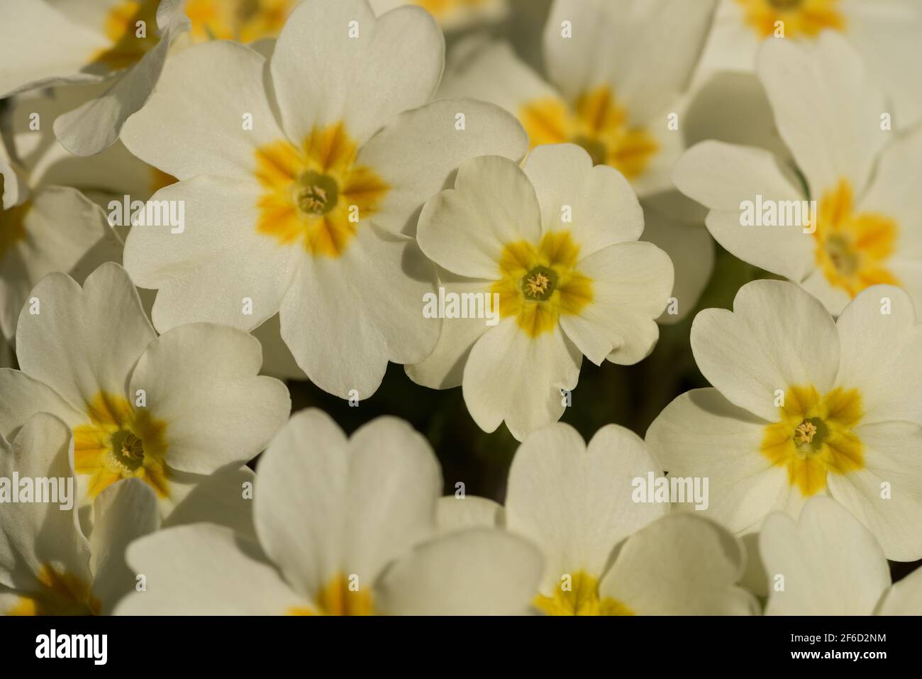 Successful wild flowers hi-res stock photography and images - Alamy