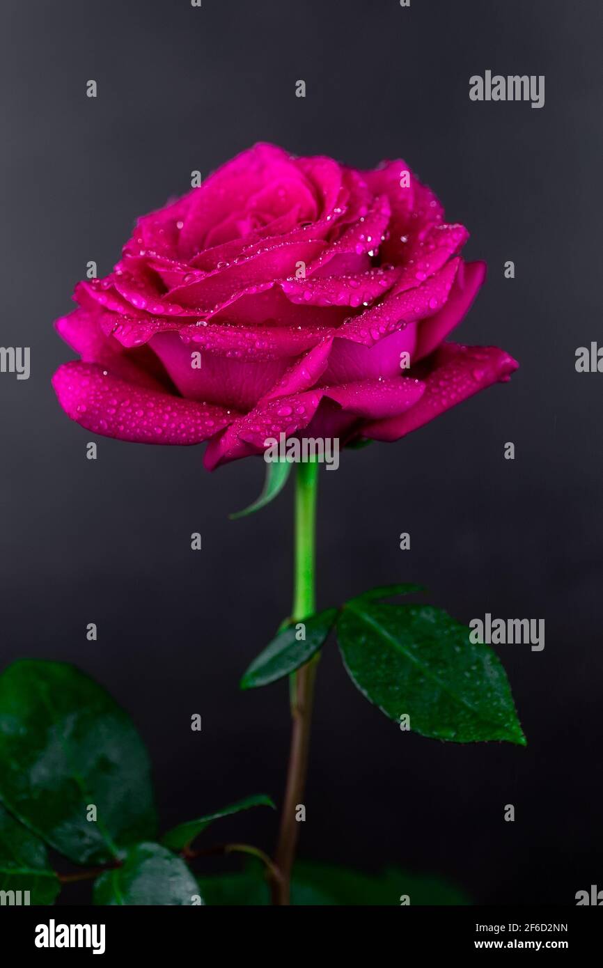 Natural red roses background. Colorful rose wall background Stock Photo ...