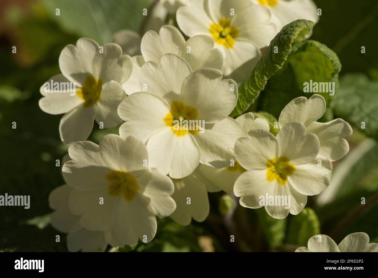 Biodiversity in wild primrose showing pin and thrum arrangement of ...