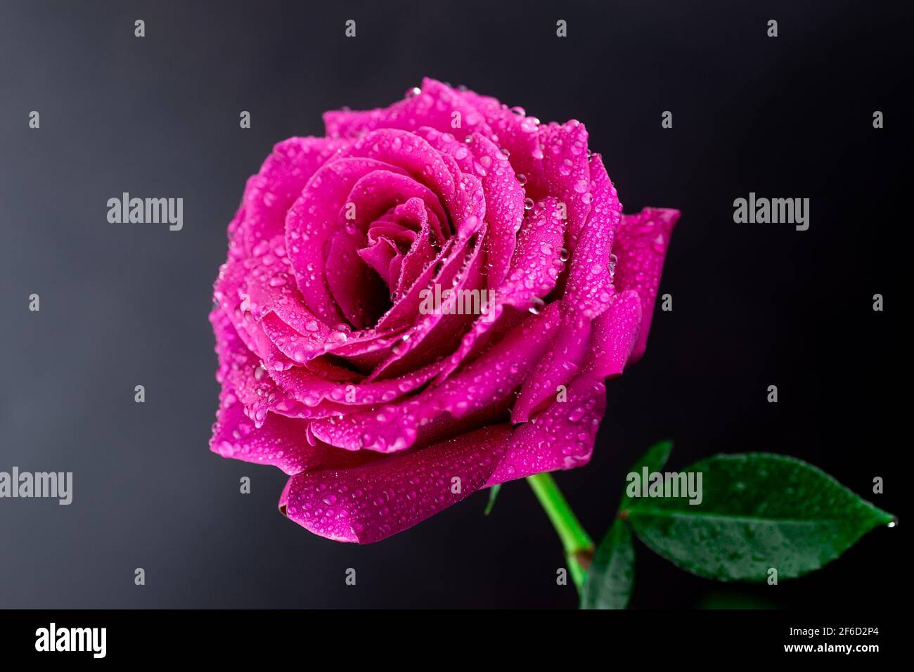 Natural red roses background. Colorful rose wall background Stock Photo ...