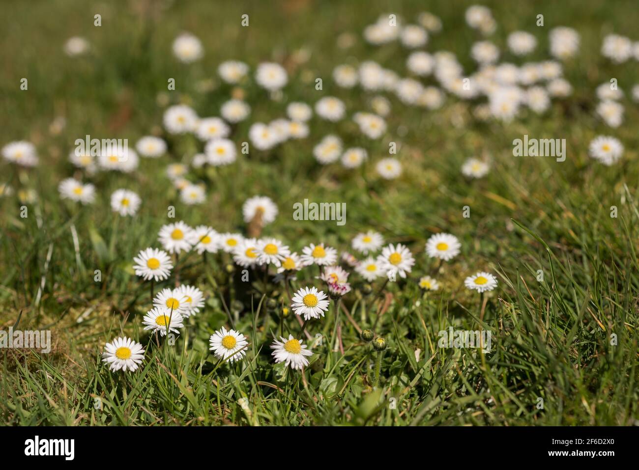 Short creeping rhizomes of common daisy Bellis perennis and rosettes of ...