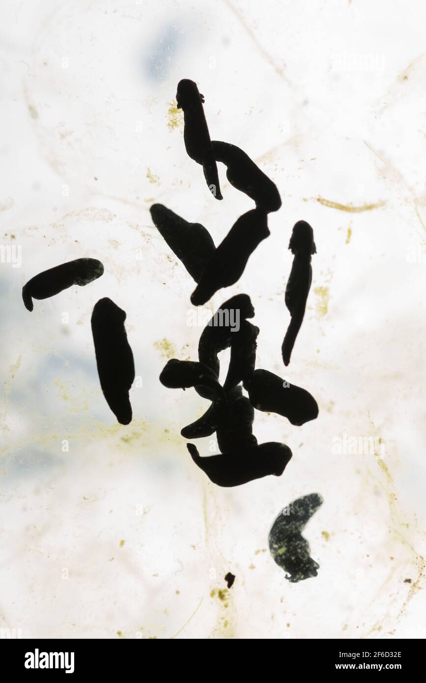 Frogspawn of the common frog Rana temporaria at various stages of ...