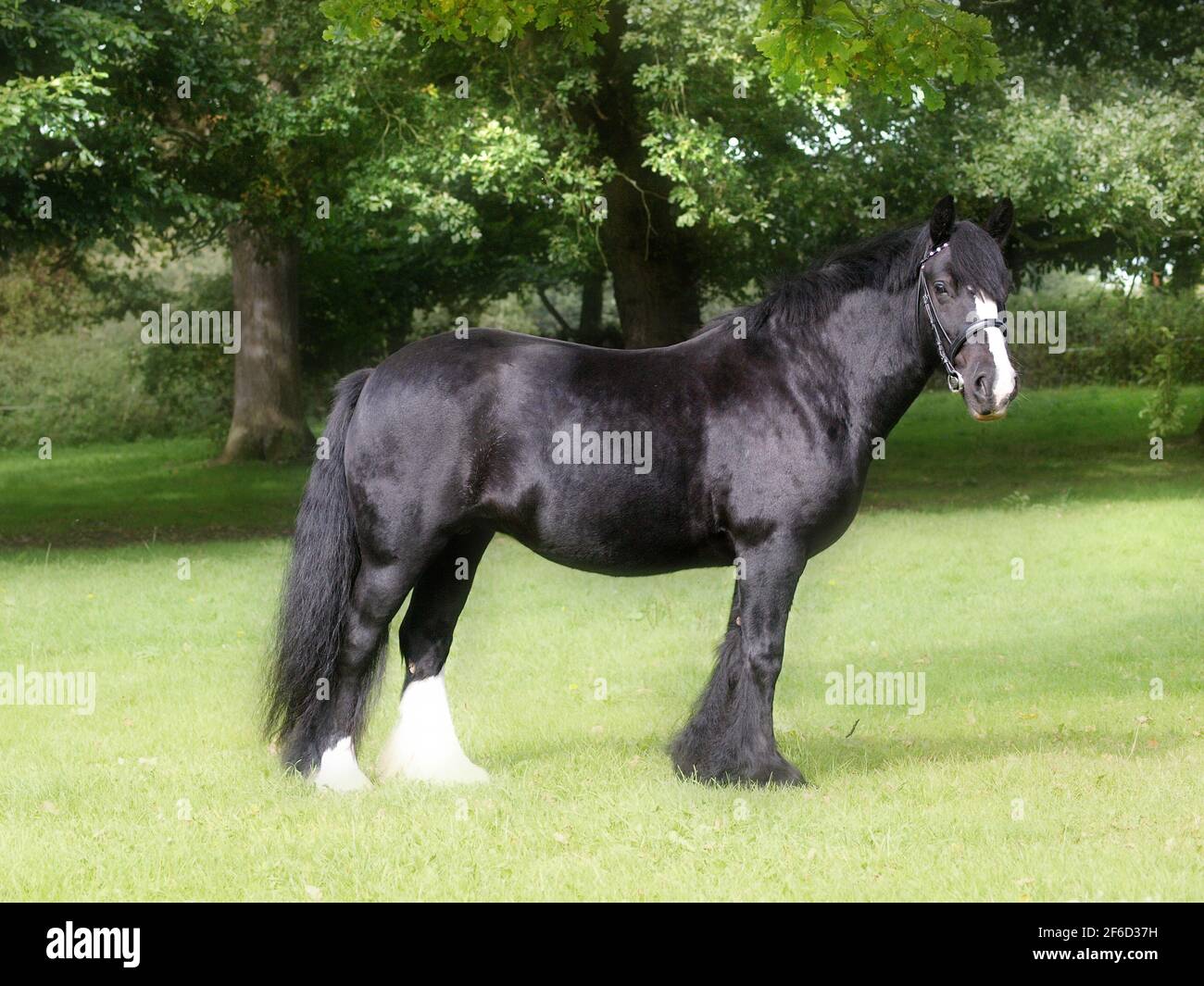 Black and white cob horse hi-res stock photography and images - Alamy