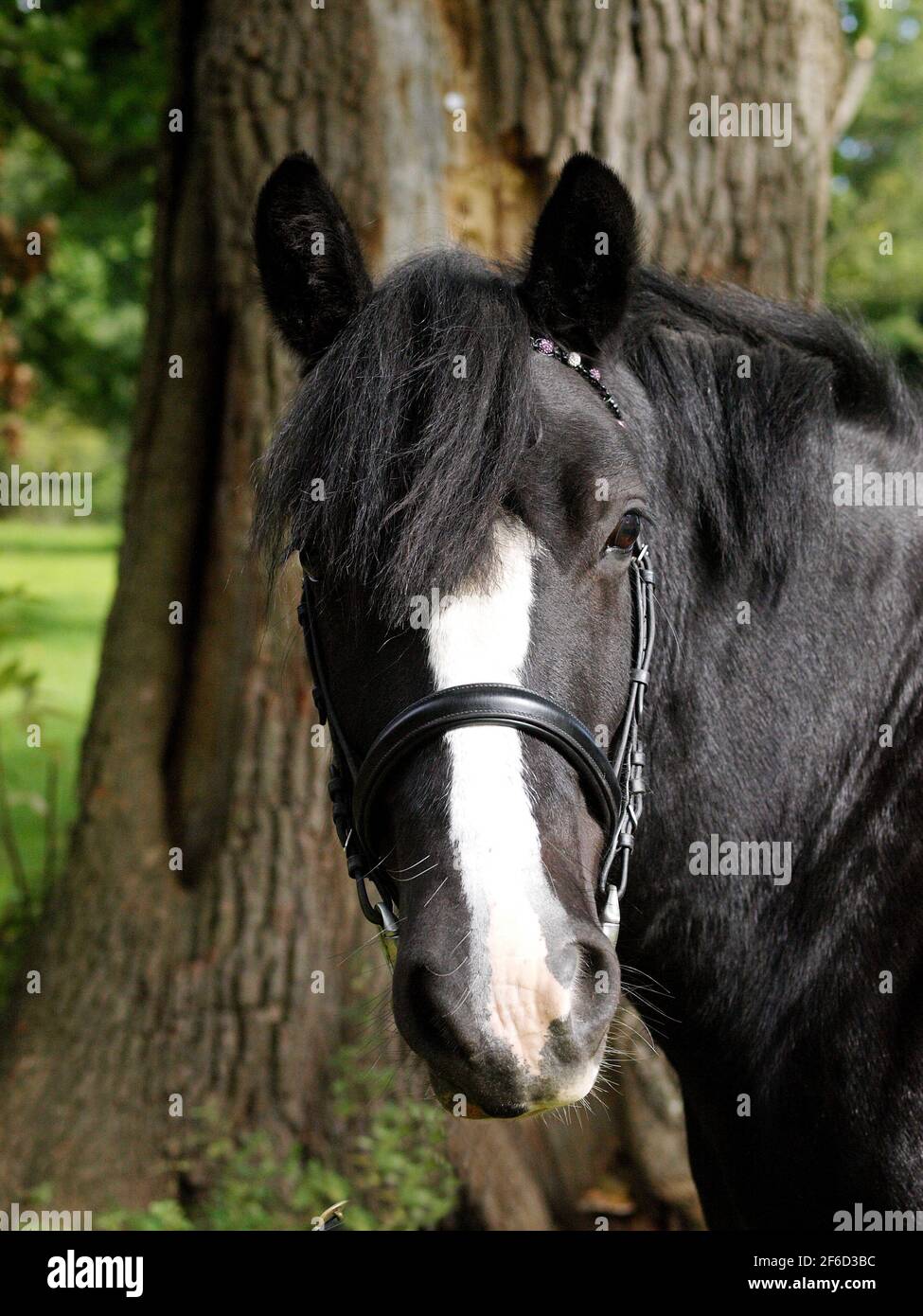 A headshot of a black horse against an old oak tree Stock Photo - Alamy