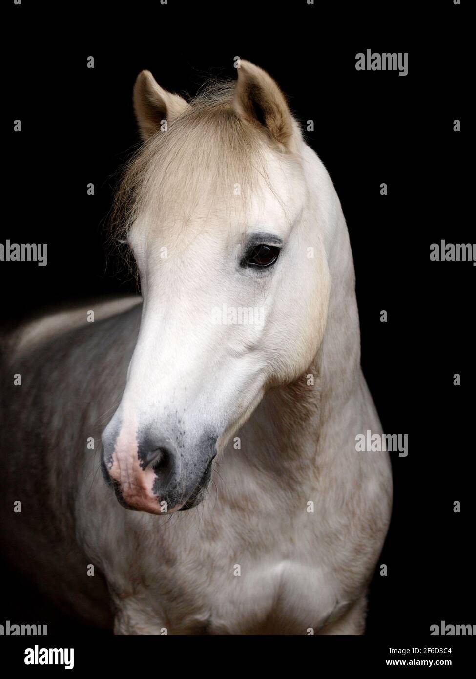 Grey dapple pony hi-res stock photography and images - Alamy