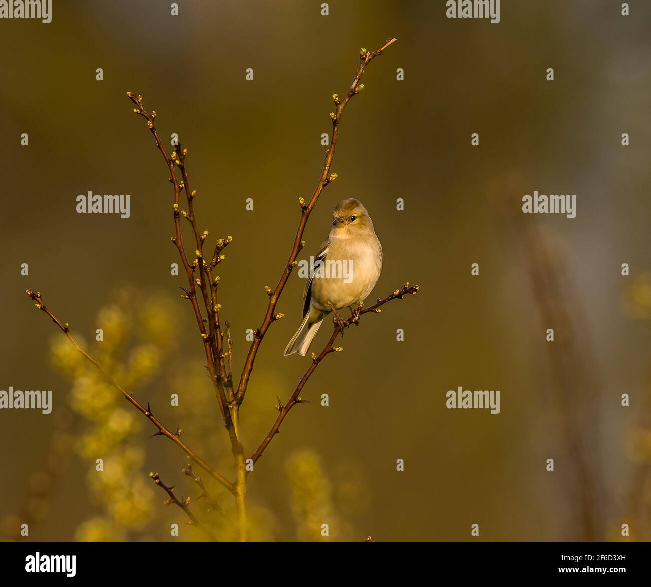 Chaff finch hi-res stock photography and images - Alamy