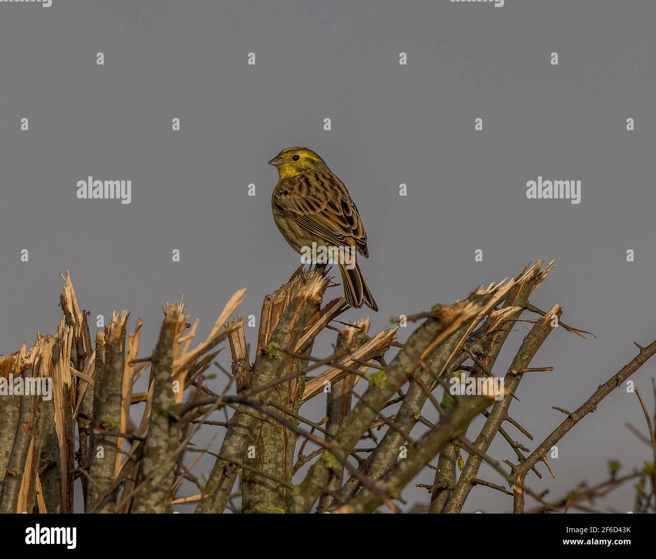 Yellowhammer captured in open countryside hi-res stock photography and ...