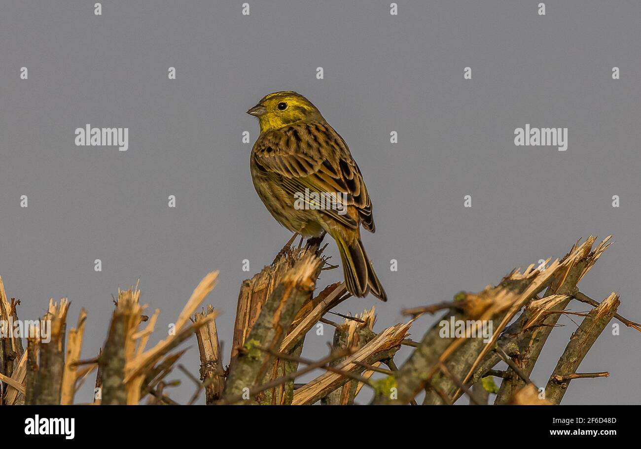 Yellowhammer captured in open countryside hi-res stock photography and ...