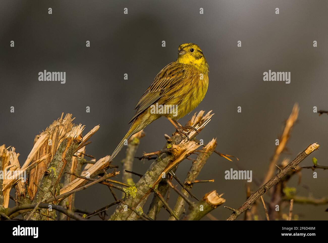 Yellowhammer captured in open countryside hi-res stock photography and ...
