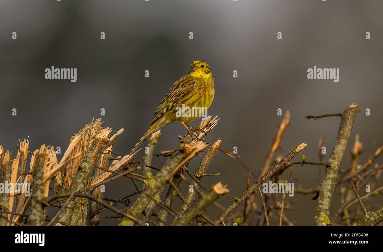 Yellowhammer captured in morning light hi-res stock photography and ...