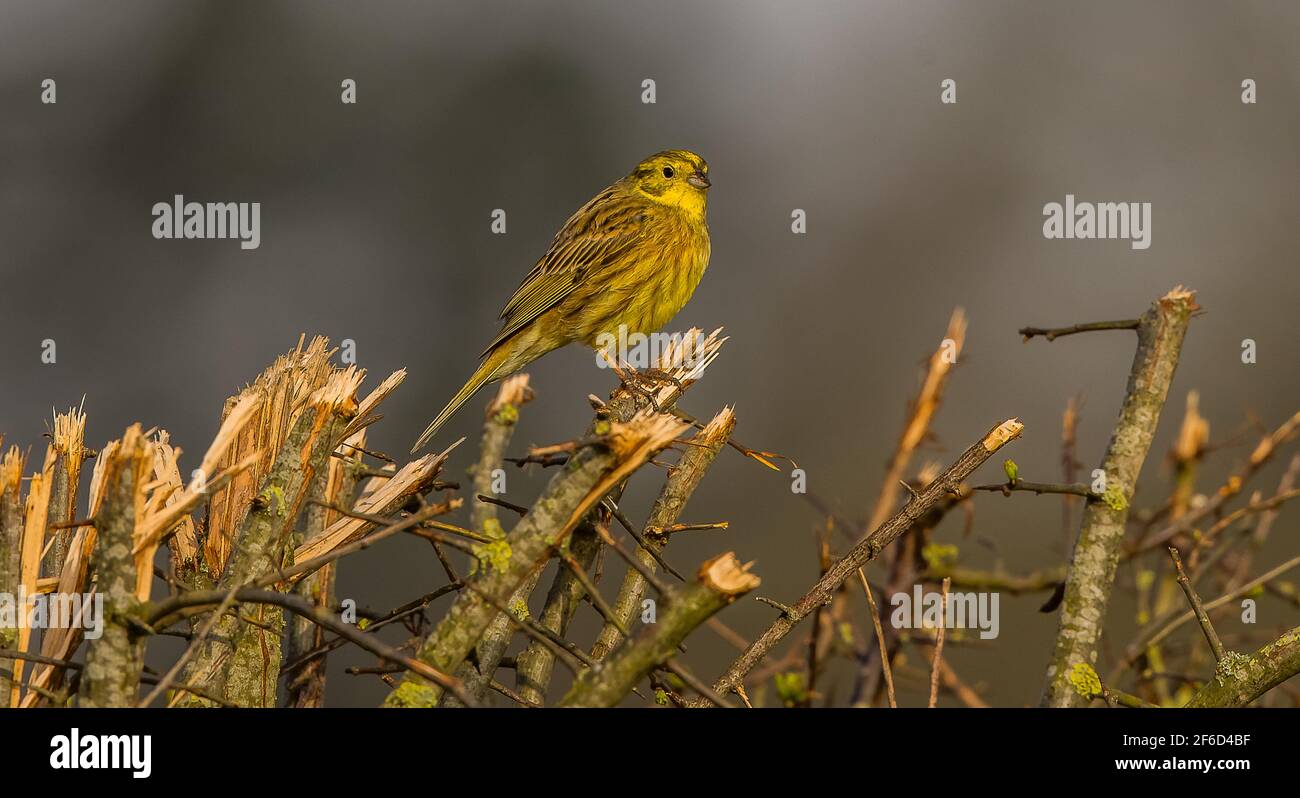 Yellowhammer captured in morning light hi-res stock photography and ...