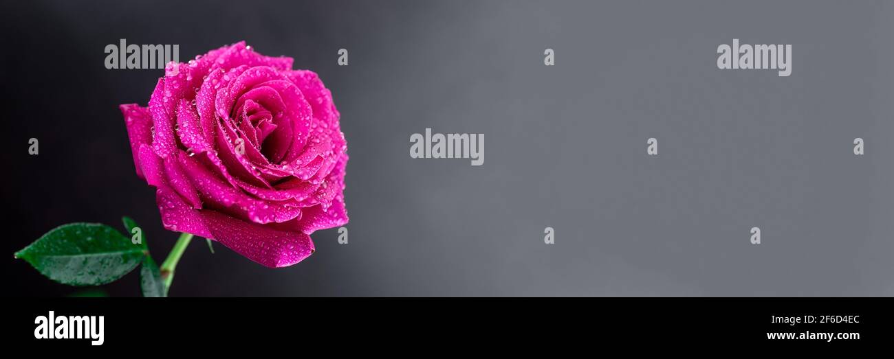 Natural red roses background. Colorful rose wall background Stock Photo ...