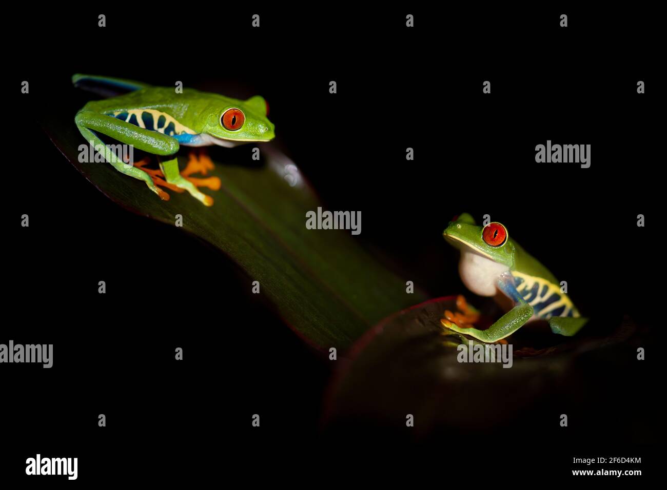 Red eyed tree frogs hi-res stock photography and images - Alamy