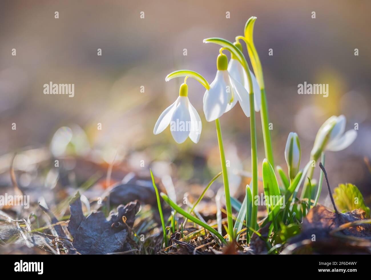 Snowdrops - spring white flowers with bright shiny sun Stock Photo - Alamy