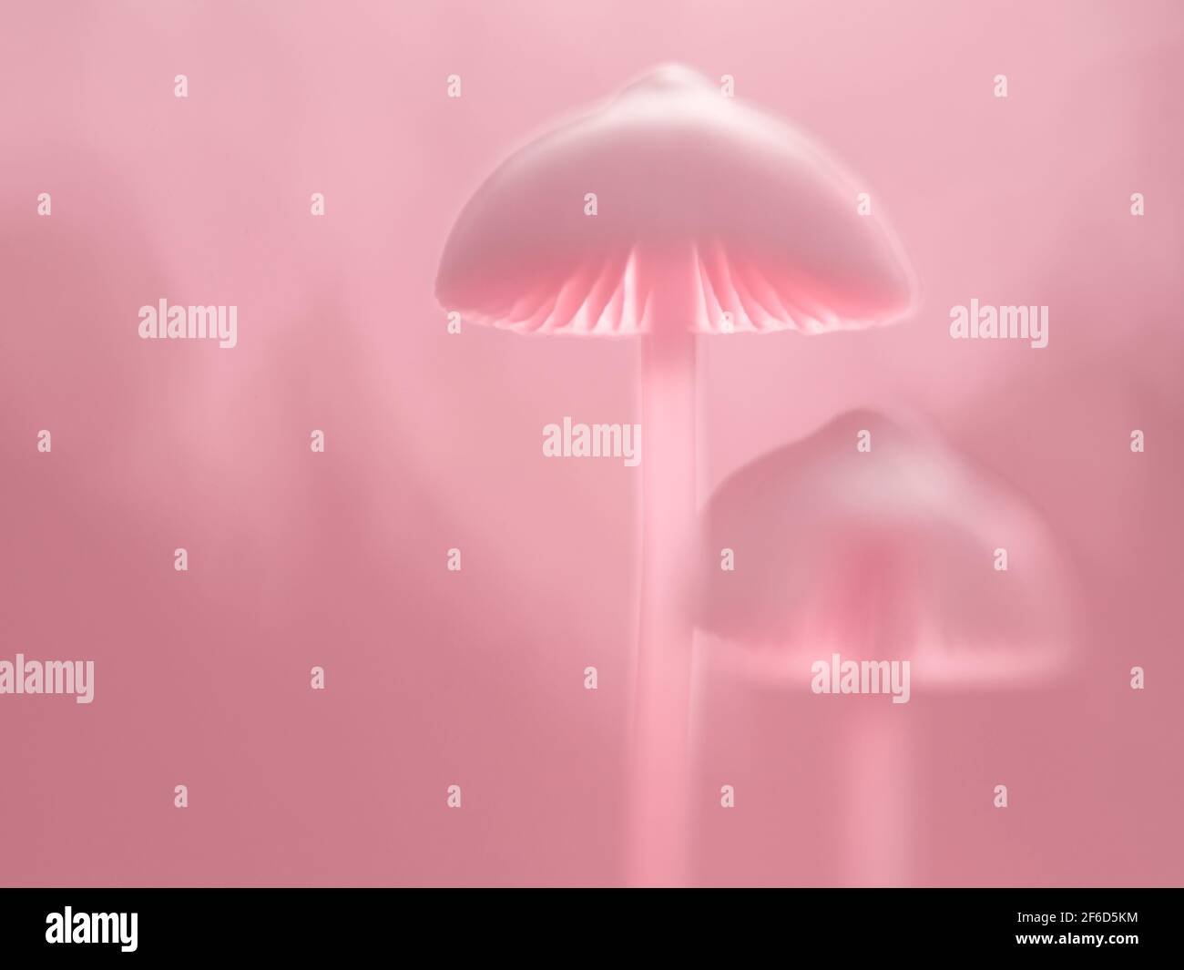 Two soft pink toadstools in a soft pink surrounding Stock Photo - Alamy