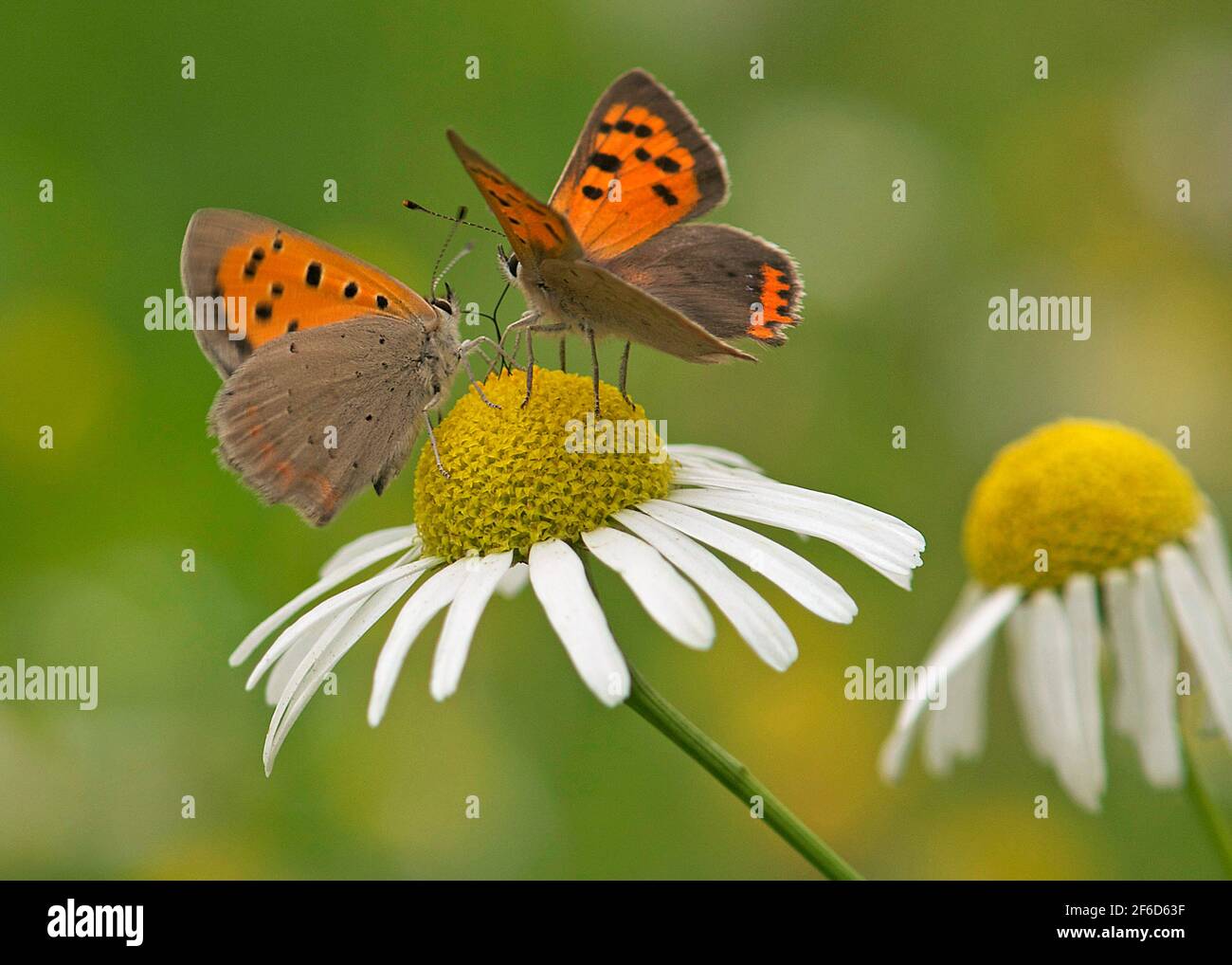 Common copper hi-res stock photography and images - Alamy