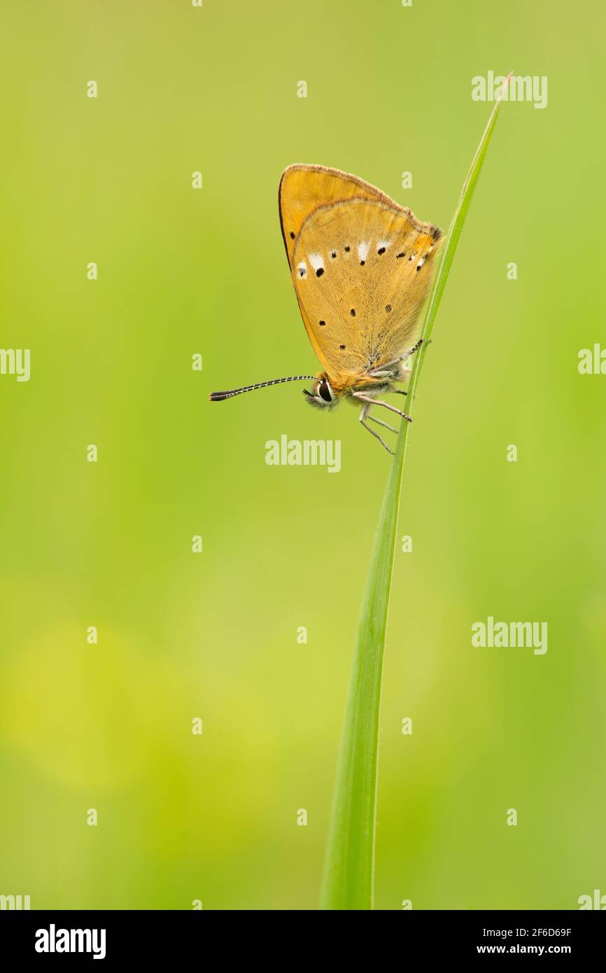 Beautiful scarce copper resting on a grass helm on a green background ...