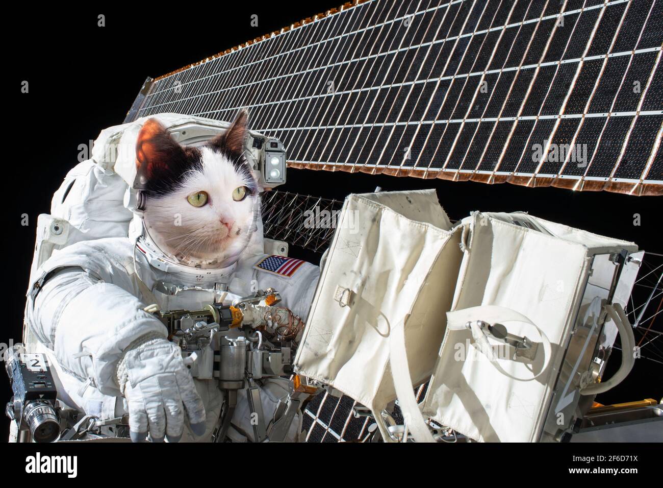 cat in a spacesuit on a space station in space,Elements of this image ...