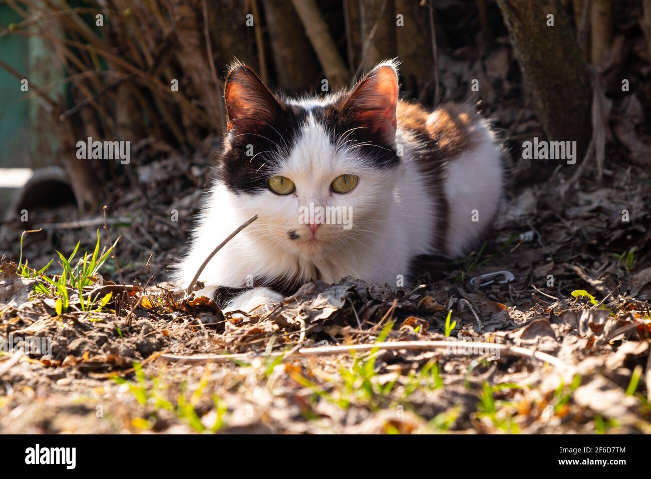 Basking cat hi-res stock photography and images - Alamy