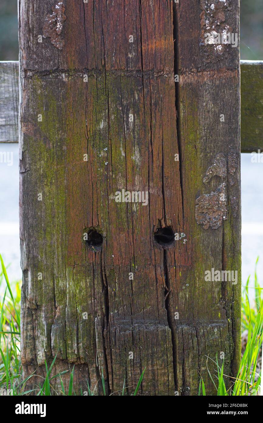 Naturally colored old wood texture with rust, moss and mold. Vintage ...