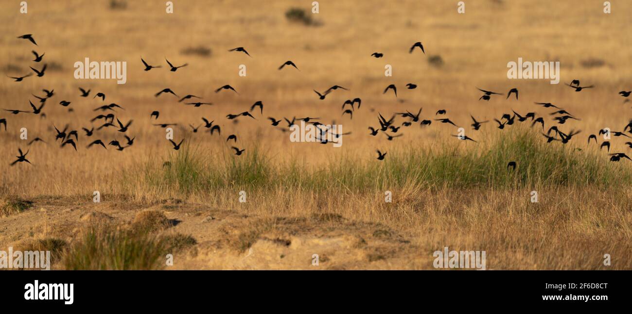 Bunch of black birds flying in the wild Stock Photo - Alamy