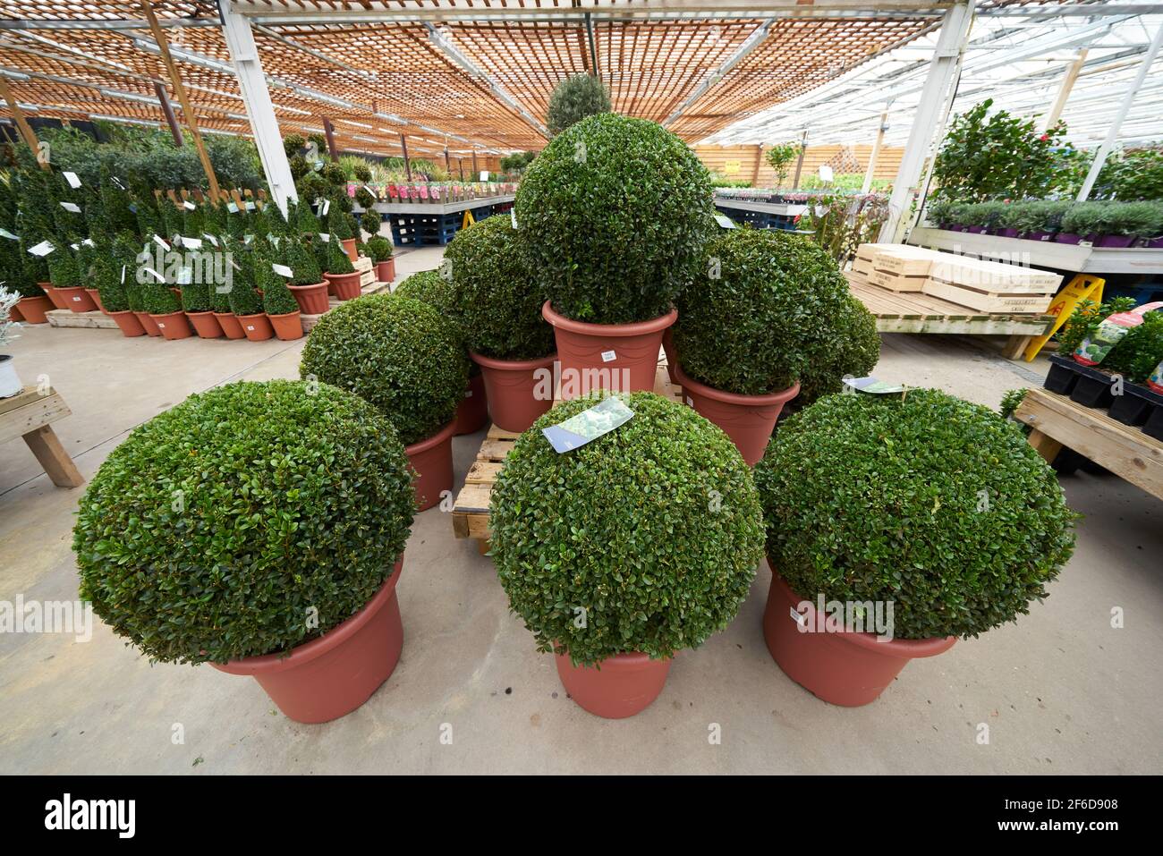 Box Buxus hedge plants Buxus sempervirens Stock Photo - Alamy