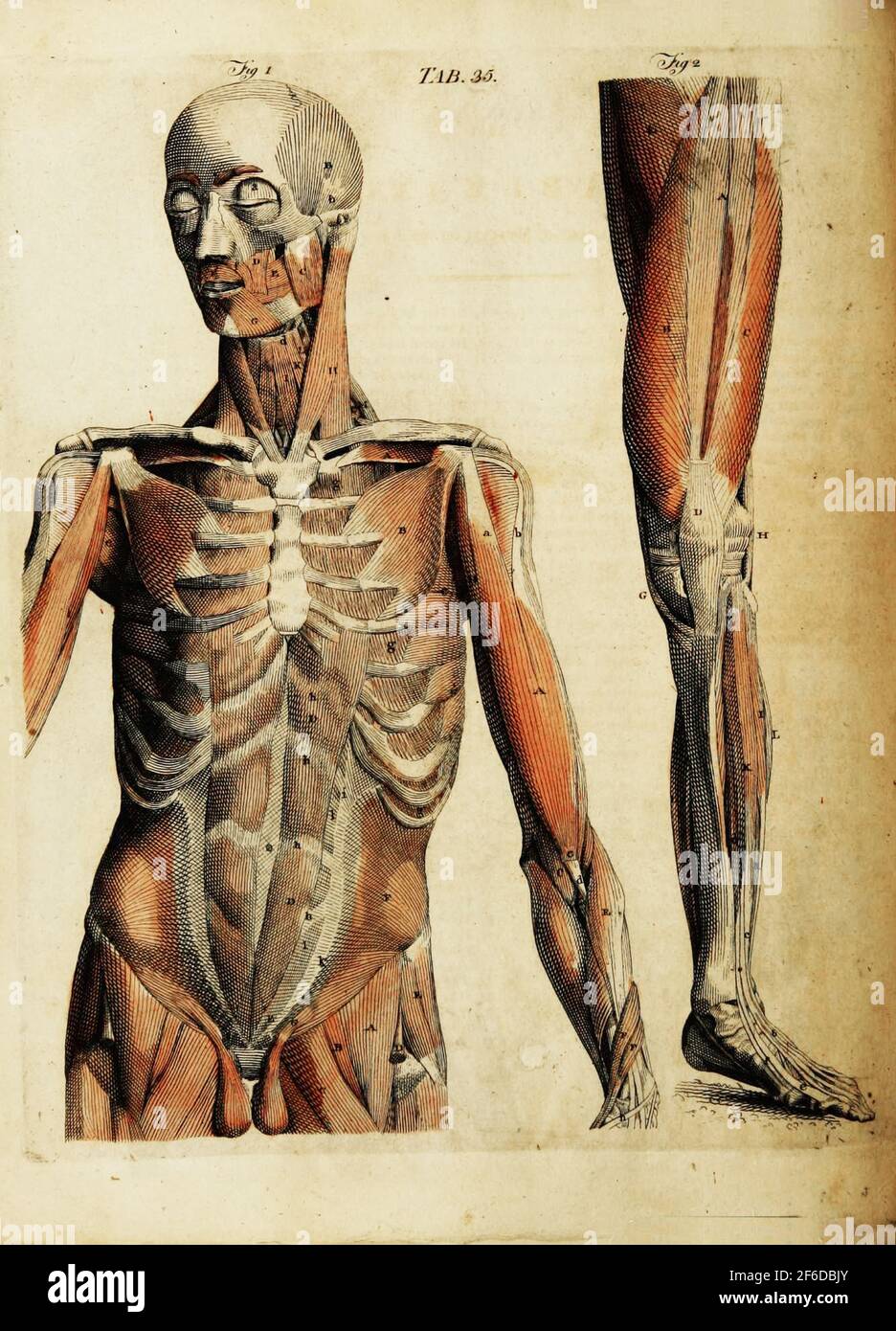 Victorian anatomical drawing hi-res stock photography and images - Alamy
