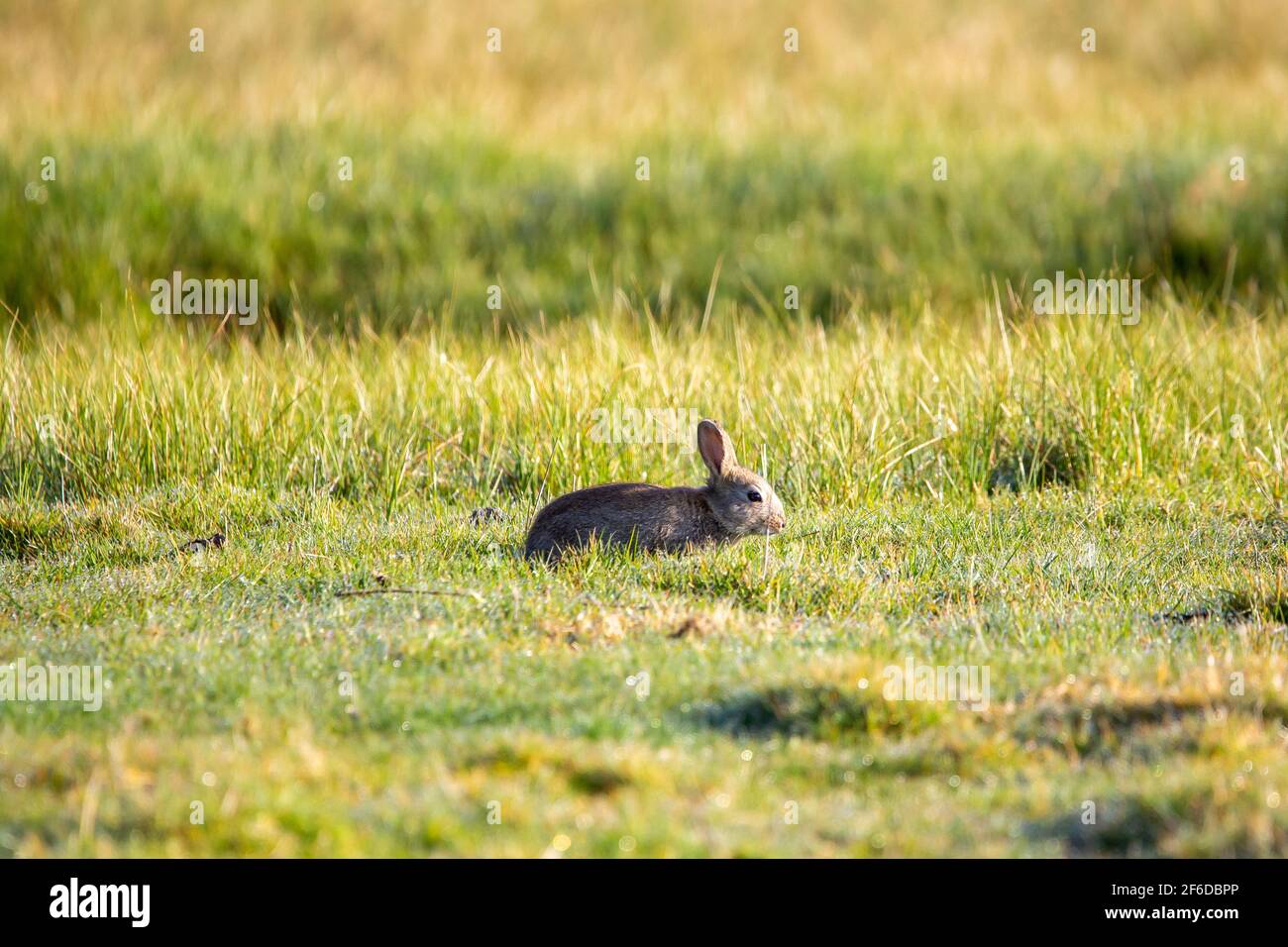 English countryside rabbit hi-res stock photography and images - Alamy