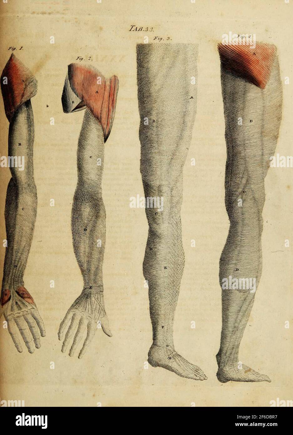 Victorian anatomical drawing hi-res stock photography and images - Alamy